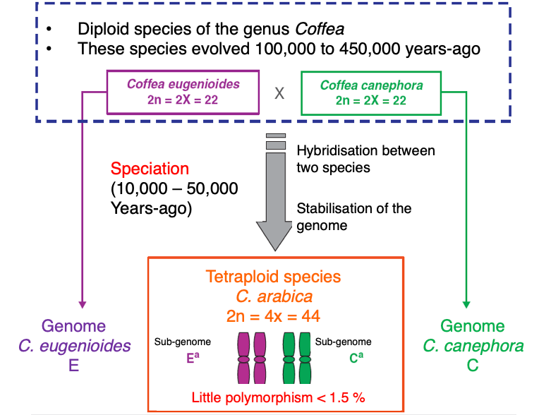An Introduction to Breeding and Coffee Plant Genetics | Roastersaurus