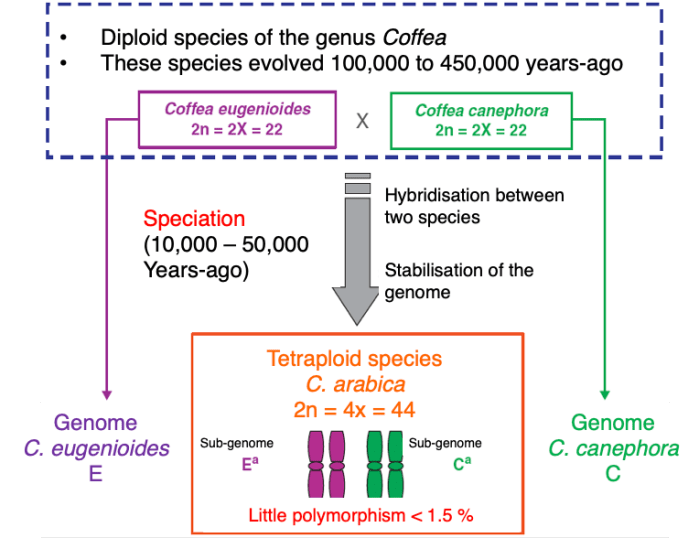 An Introduction to Breeding and Coffee Plant Genetics | Roastersaurus